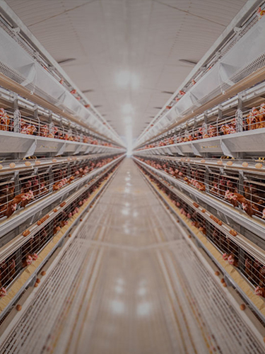 Retech China Chicken Cage Automatic Design Manufacturer Supplier Factory