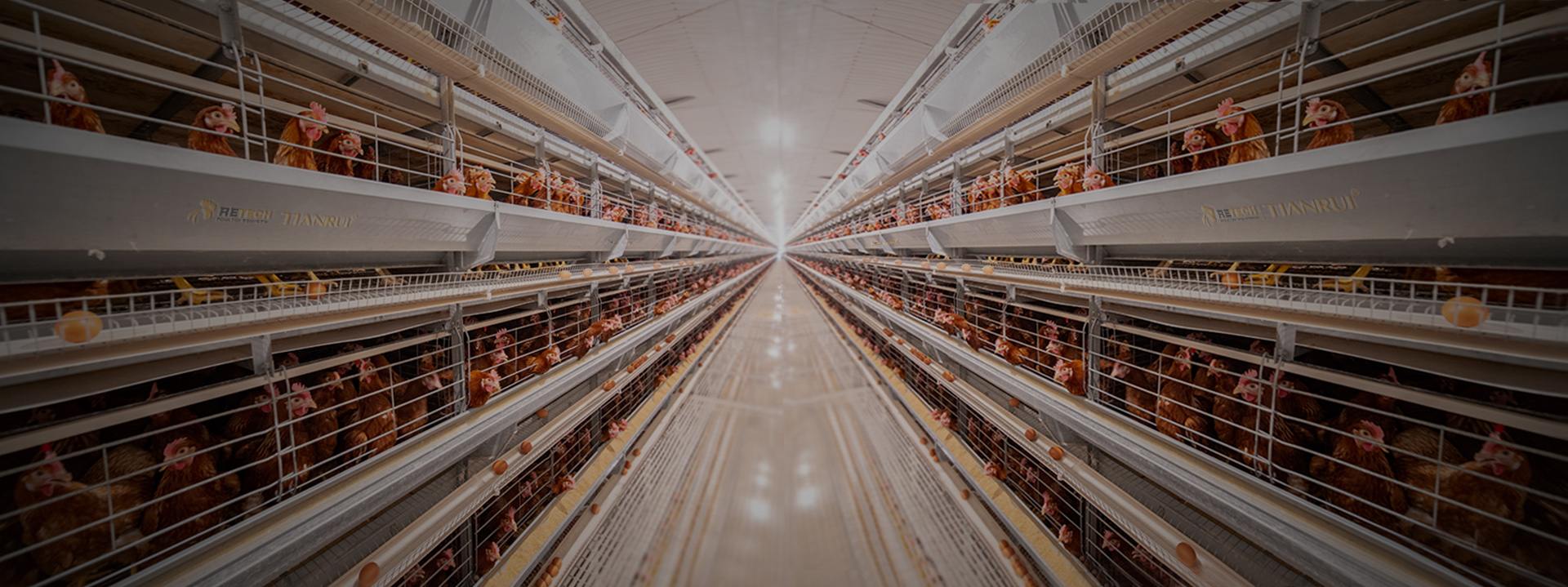 Retech China Chicken Cage Automatic Design Manufacturer Supplier Factory