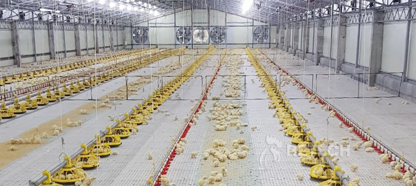 Broiler Chicken Floor Raising System Manufacturer Supplier China Factory