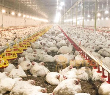 Chicken Poultry Battery Cage - Retech Farming Poultry Equipment